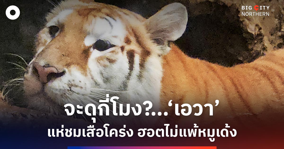 จะดุกี่โมง?…‘เอวา’ แห่ชมเสือโคร่ง ฮอตไม่แพ้หมูเด้ง