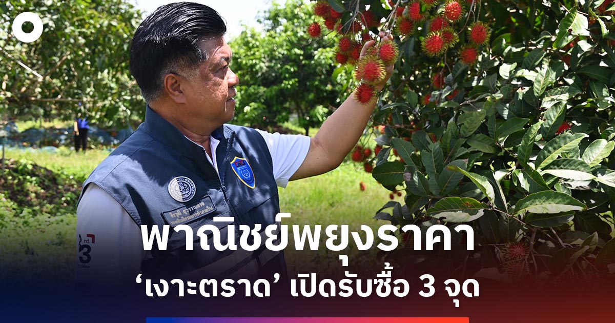 พาณิชย์เร่งพยุงราคาเงาะตราด ดึงห้างใหญ่รับซื้อ 100 ตัน