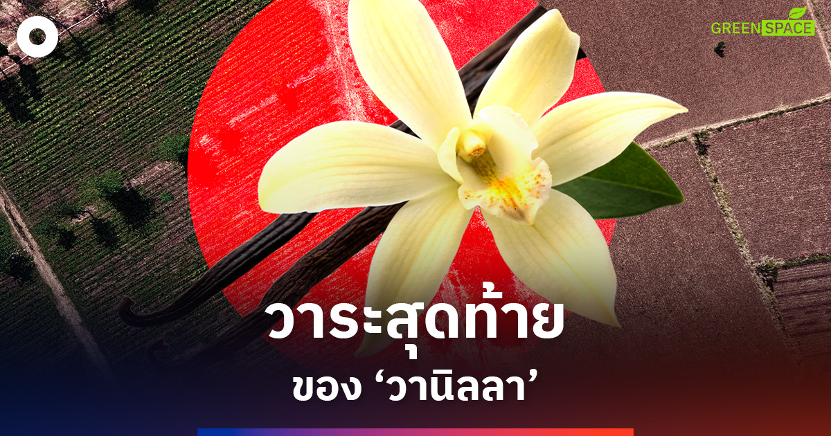 วาระสุดท้ายของ ‘วานิลลา’ กลิ่นและรสสัมผัสที่อาจสูญพันธุ์เพราะ Climate ...
