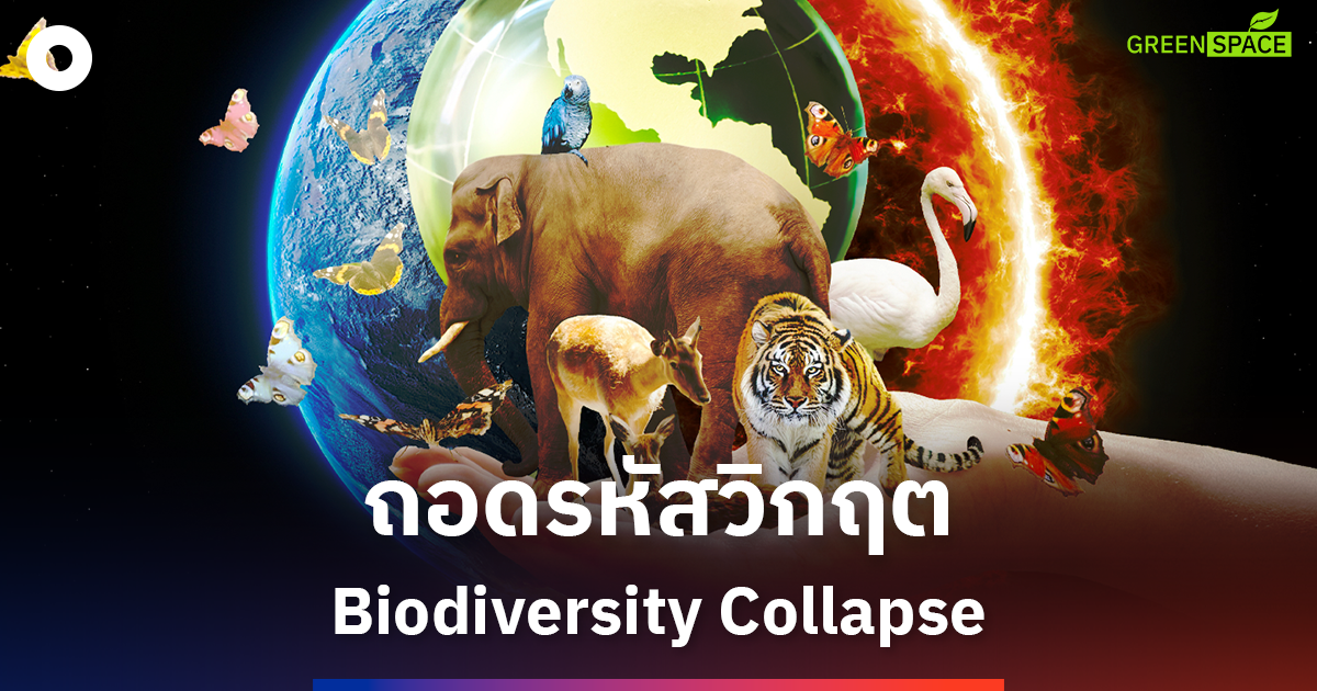 ถอดรหัสวิกฤต Biodiversity Collapse ธรรมชาติเสื่อมกับความเสี่ยงและการปรับตัว